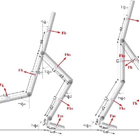 Fundamental Gait Phases In Swing And Stance Phases Download Scientific Diagram