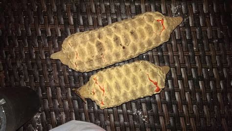 How To Determine If A Cycad Seed Is Viable Gator Ventures Bamboo