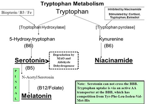 Triptófano Serotonina Y Cáncer Cancer Integral