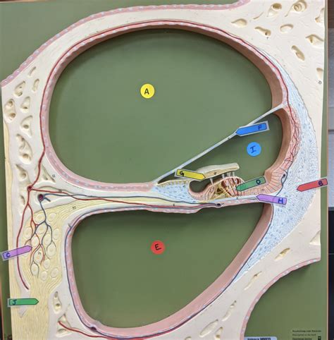 Cochlear Model Lab 7 Diagram Quizlet