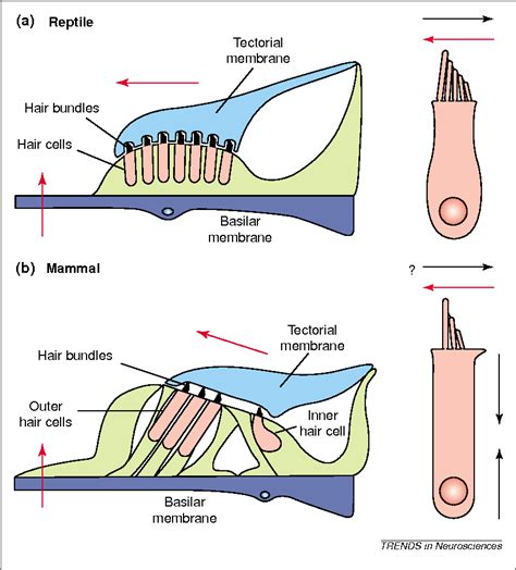 [pdf] clues to the cochlear amplifier from the turtle ear semantic