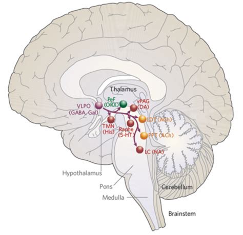 Sleep Psych Week 2 Neurobiology Of Sleep Flashcards Quizlet