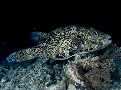 Map Puffer Facts Diet Habitat And Pictures On Animaliabio