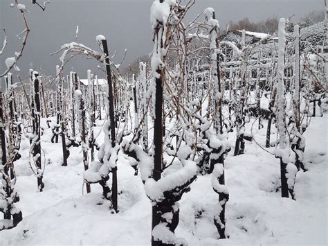 More snow - Vino di Anna