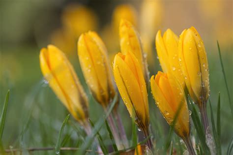 노란 크로커스가 있는 초원 봄의 전령 이른 피는 사람 봄의 선구자 녹색 배경 물방울이 있는 크로커스의 꽃을 닫고 노란 새싹에 빗방울 0명에 대한 스톡 사진 및 기타 이미지