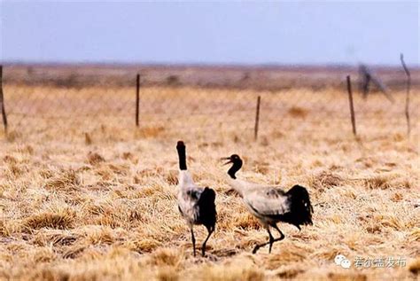【遷徙之旅】黑頸鶴：越冬返遷 先頭部隊抵達家鄉若爾蓋 每日頭條