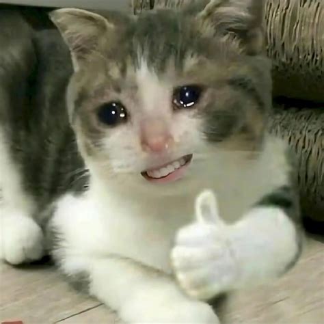 120 ảnh Meme Mèo Cười đểu Nhe Răng Siêu Bựa Hài Hước