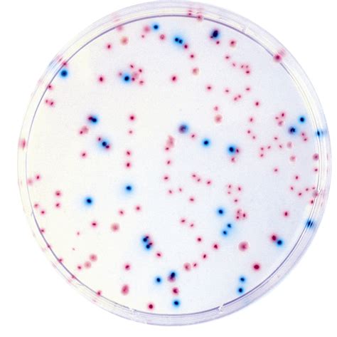 Chromagar Ecc 5000 Ml Sano Distribution