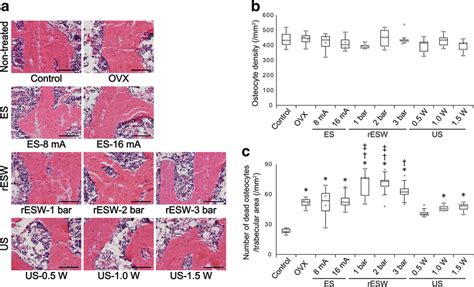 A Representative Histological Images In The Femoral Trabecular Bone Download Scientific Diagram