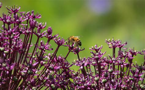 Flies Pollinating Photos Download The Best Free Flies Pollinating