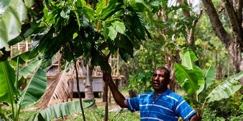 Types Of Timber Producing Trees In Png Free Cliparts Download Images On Clipground