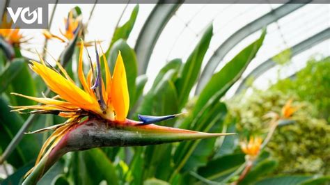 7 Tanaman Bunga Yang Tahan Panas Dan Hujan