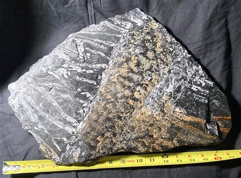 Large Fossil Tree Fern Double Sided Features Stigmaria Ficoides Root