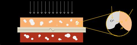 8 Anode Tpb Illustration In A Ni Ysz Sofc Download Scientific Diagram