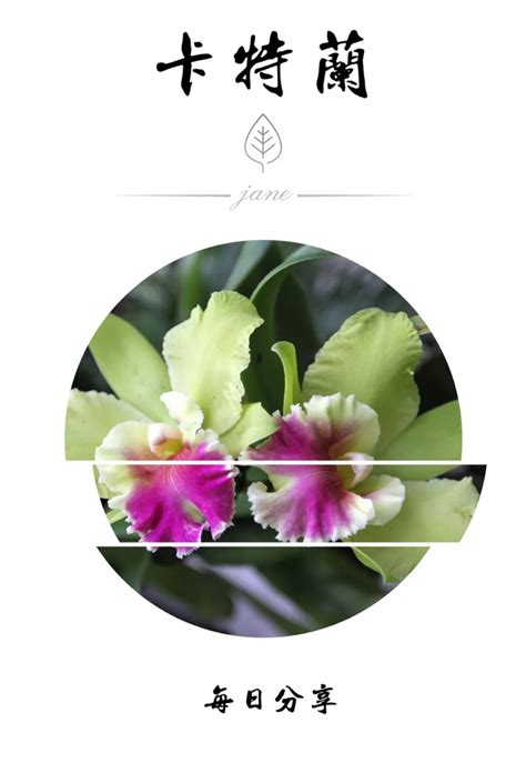 【每日一花】卡特兰利亚兰