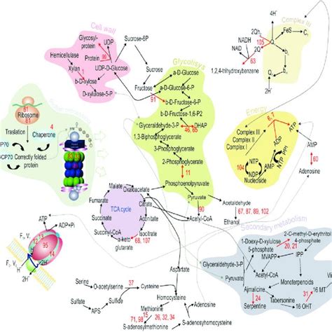 Metabolic Pathway Reconstruction Proteomics Based Metabolic Pathway