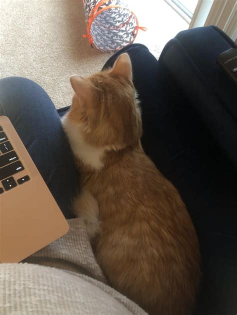 Tiny Kitten Cuddle Rthecuddlepuddle