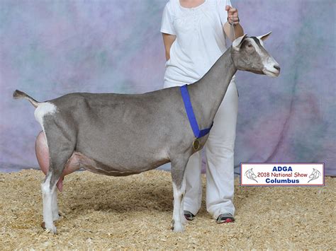 Toggenburg Dairy Goat