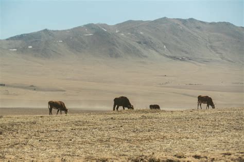 Kelompok Sapi Di Ternak Alam Di Mongolia Tengah Foto Stok Unduh Gambar Sekarang Alam Alam