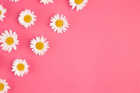 Chamomile Flat Lay Border Frame On Pastel Pink Abstract Background With