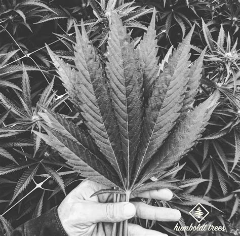 Humboldt Trees Home Facebook