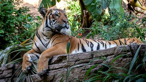 What Is Malayan Tiger