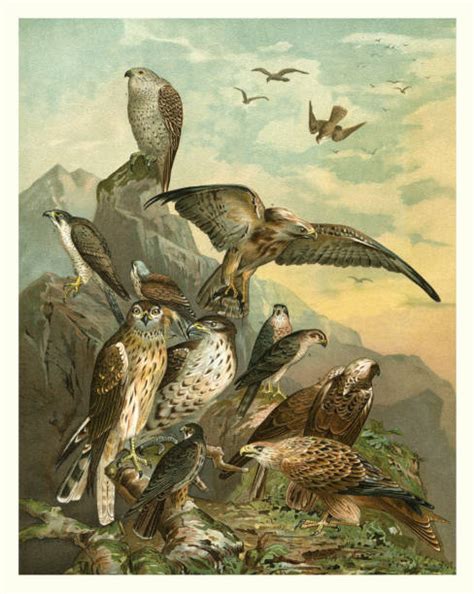 280 Elang Buteo Ilustrasi Foto Stok Potret And Gambar Bebas Royalti Istock