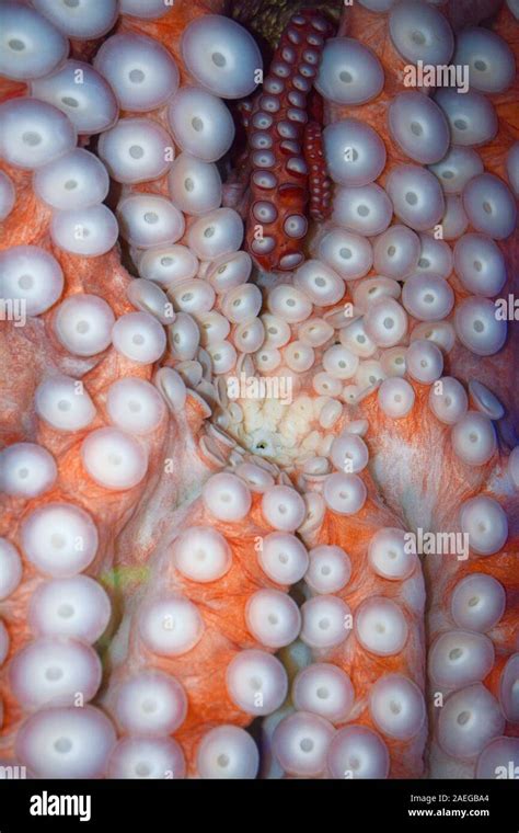 What Does A Octopus Mouth Look Like At Hunter Langham Blog