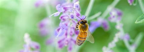 200 Plantes Attractives Pour Les Abeilles Pollinisatrices Agriculture Du Maghreb