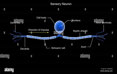 Sensory Neurons Diagram