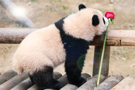 중국에서 인기많은 판다 순위 Top3 유머 이슈 Yuldo