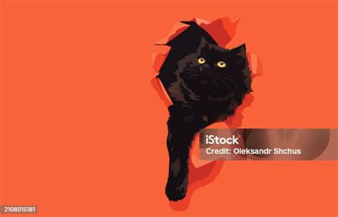 호기심 많은 재미있는 검은 고양이가 빨간 종이를 찢고 위를 올려다봅니다 공간을 복사합니다 벡터 일러스트 레이 션입니다 가축에 대한 스톡 벡터 아트 및 기타 이미지 Istock