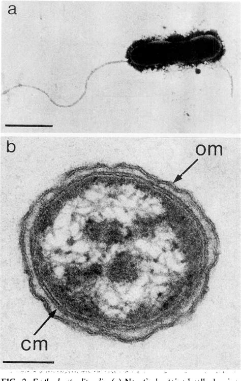 Halococcus Morrhuae Semantic Scholar