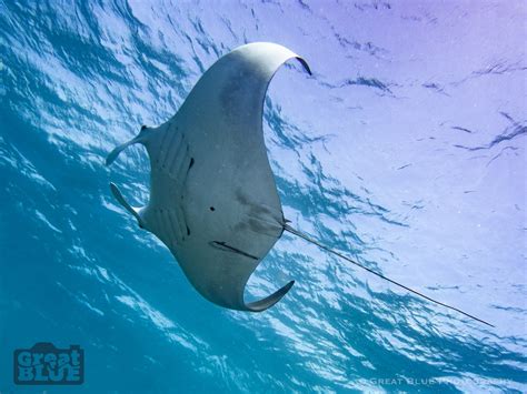 Caribbean Manta Rays
