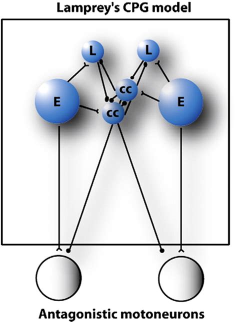 Figure 3 From The Mammalian Central Pattern Generator For Locomotion Semantic Scholar