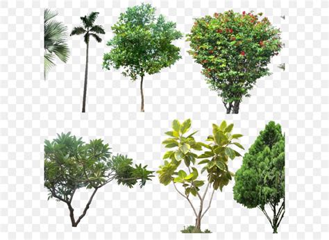 Landscape Architecture Architectural Rendering Tree Design Png 600x600px Landscape