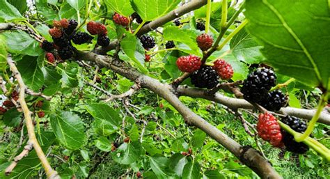 The Many Uses Of Mulberries Nebraskaland Magazine