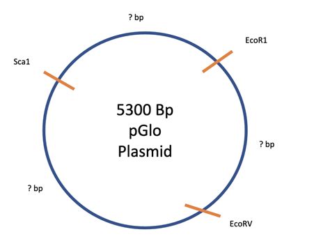 Solved Lane Cut With Enzymes Uncut Plasmid Ecor1 Ecorv Anm