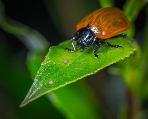 昆虫 甲虫 Bespozvonochnoe Pixabay上的免费照片 Pixabay
