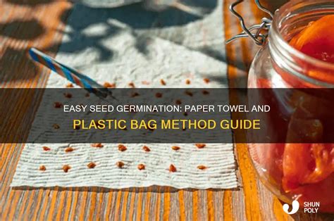 Easy Seed Germination Paper Towel And Plastic Bag Method Guide Shunpoly
