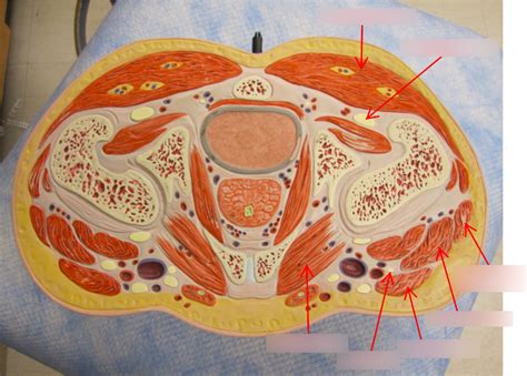 TDM Nerves And Muscles 13 Diagram Quizlet