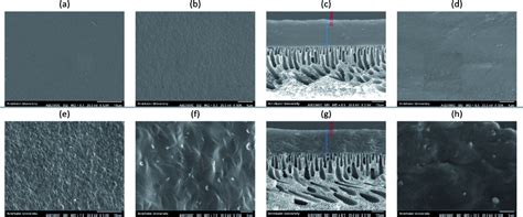 Sem Micrographs Of Neat Pebax Surface A And B Cross Section C And Download Scientific