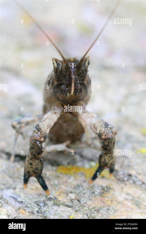 Crayfish Latin Name Is Faxonius Limosus Native To America Invasive