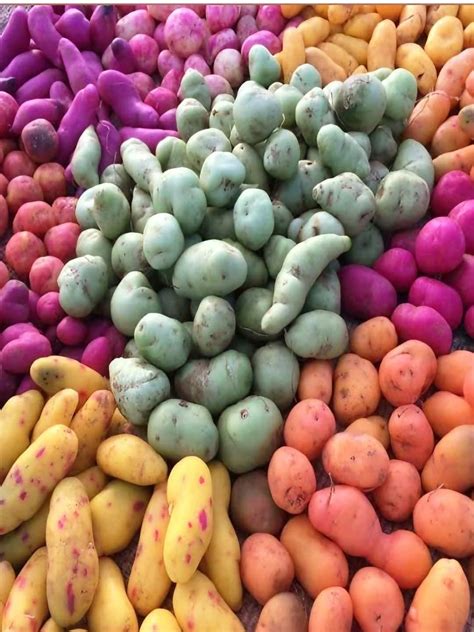 연실 ㅡ 감자와 한반도 사람들 ㅡ 중남미 페루 고산지대가 원산지인 감자는 그 종류가 수 천 가지이다 한국에는 10가지 이내 품종이 있다 인간이 1만 년 전부터 감자를