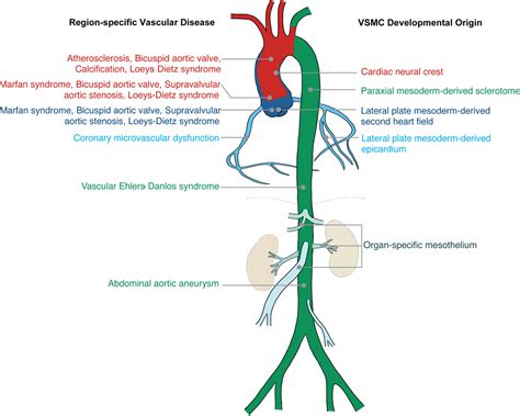 Generation Of Vascular Smooth Muscle Cells From Induced Pluripotent