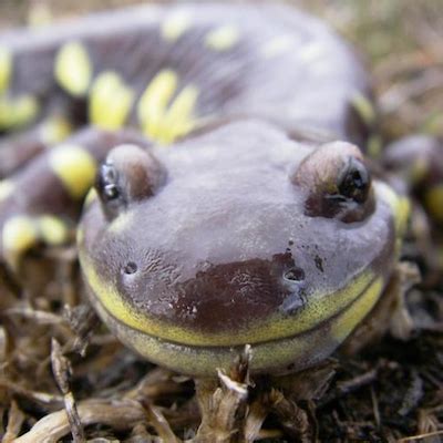 Tiger Salamander Habitat