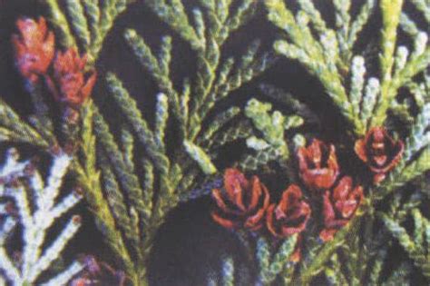 67 长白侧柏 园林树木 图片