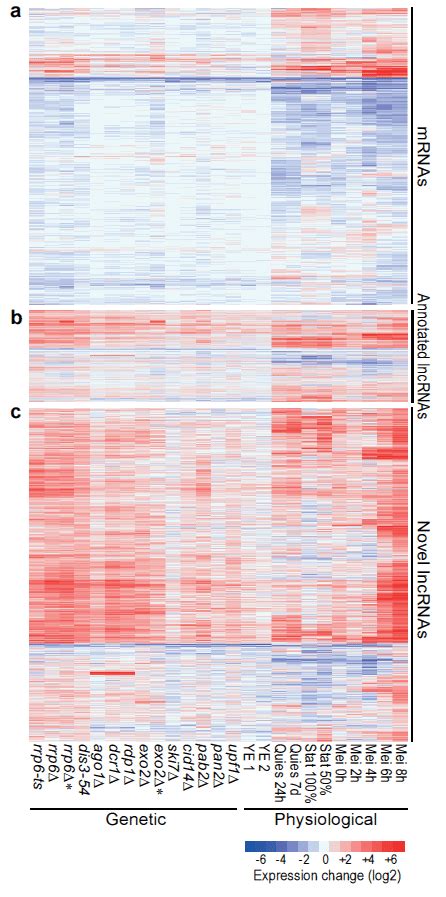 Hierarchical Clustering Of Gene Expression In Different Rna Metabolism
