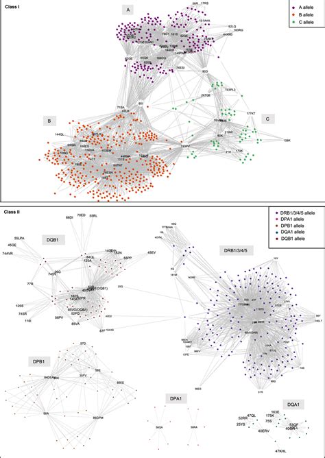 Networks⁴⁴ Of The Complete Library Of Hla Alleles And Their Associated