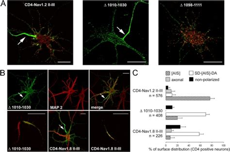 Involvement Of Somatodendritic Endocytosis In The Segregation Of